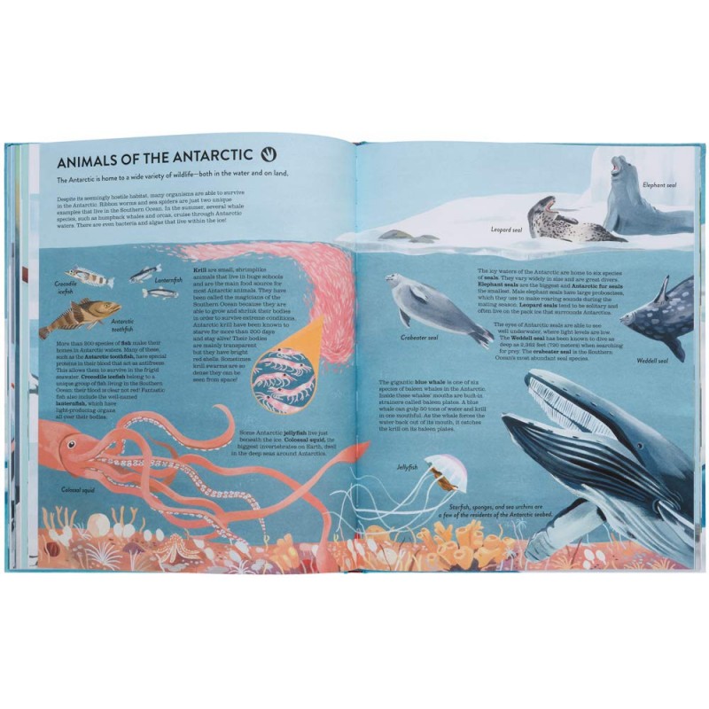 Penguins and Polar Bears - Teşvikiye Patika Kitabevi